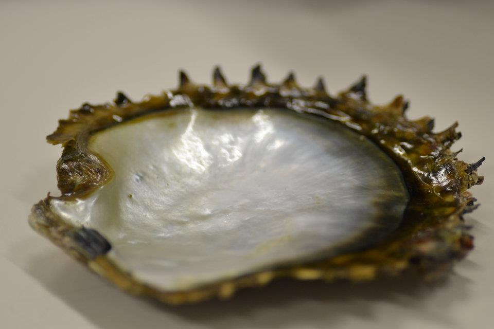 Pinctada margaritifera